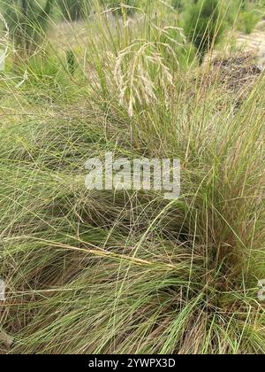 African love grass (Eragrostis curvula) Plantae Stock Photo - Alamy