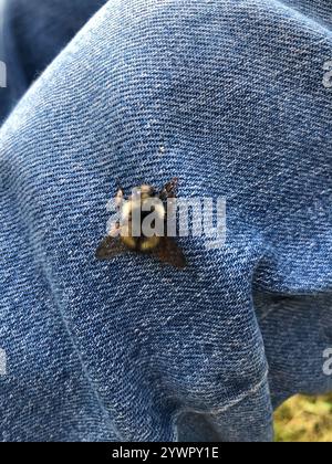 Sitka Bumble Bee (Bombus sitkensis Stock Photo - Alamy