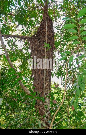 Cecropia Ants and Allies (Azteca Stock Photo - Alamy