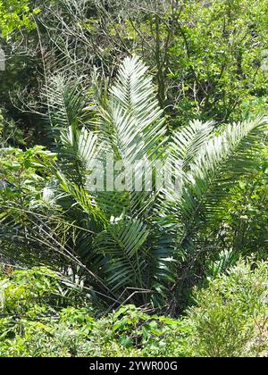 Arenga Palm (Arenga engleri Stock Photo - Alamy