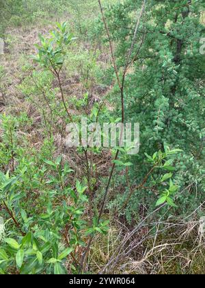 McCalla's Willow (Salix maccalliana Stock Photo - Alamy