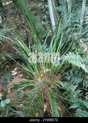 Giant cutty grass (Gahnia xanthocarpa Stock Photo - Alamy