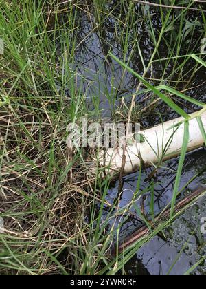 Green Dotted Tree Frog (Dendropsophus molitor) Amphibia Stock Photo - Alamy