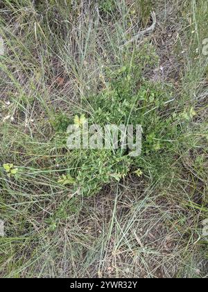 Roundleaf Snowberry (Symphoricarpos rotundifolius Stock Photo - Alamy