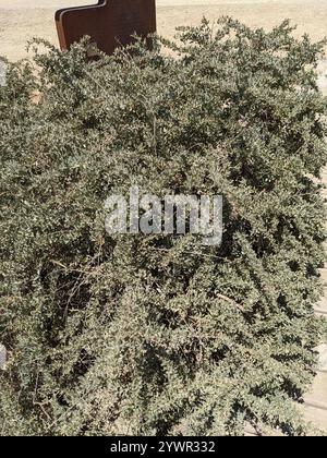 Mediterranean Saltbush (Atriplex halimus Stock Photo - Alamy