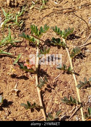 Creeping Indigo (Indigofera spicata Stock Photo - Alamy