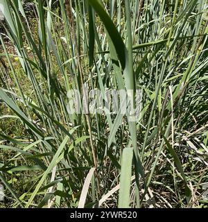 Great Basin Wildrye (Leymus cinereus Stock Photo - Alamy