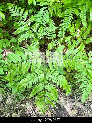 eagle fern (Pteridium aquilinum latiusculum Stock Photo - Alamy