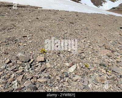 Eschscholtz's Buttercup (Ranunculus eschscholtzii Stock Photo - Alamy