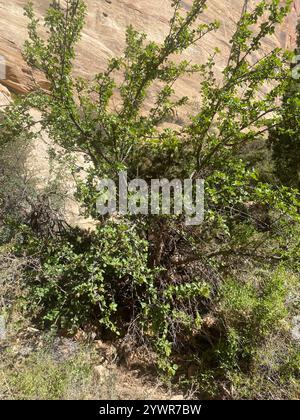 single-leaf ash (Fraxinus anomala Stock Photo - Alamy