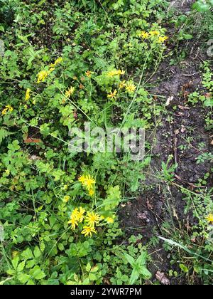 Marsh Ragwort (Jacobaea aquatica Stock Photo - Alamy
