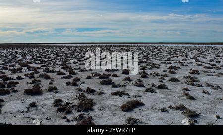 Salty soil in a semi desert environment, La Pampa province, Patagonia ...