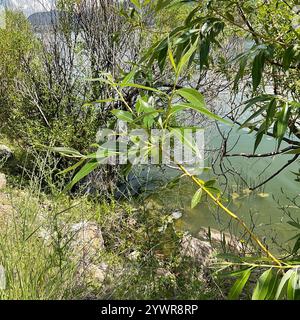 Golden Willow (Salix × fragilis vitellina Stock Photo - Alamy