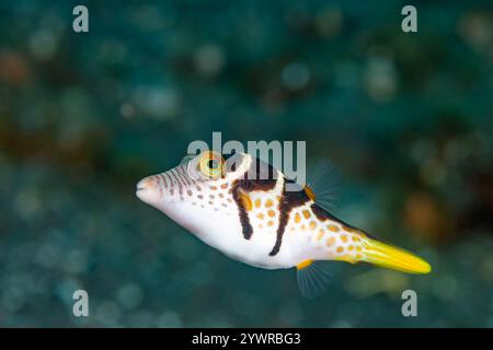 Sharpnosed Puffer (canthigaster valentine) on a coral reef in Bali ...