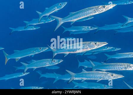 Pickhandle barracuda, Sphyraena jello, Sphyraenidae, Egypt, Red Sea ...
