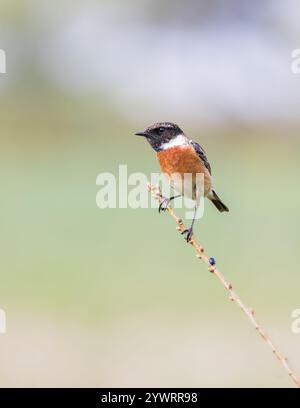 European Stonechat (Saxicola rubicola), male, on Rapeseed (Brassica ...