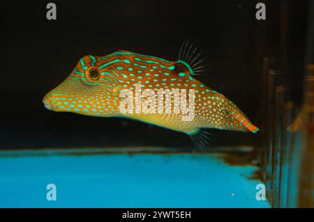 Blue Spot Toby Pufferfish, Canthigaster solandri Stock Photo - Alamy