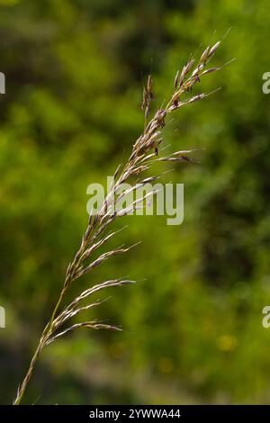 Poa trivialis rough bluegrass, rough-stalked meadow-grass or rough ...