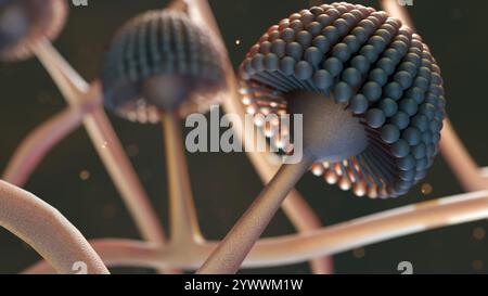 3d rendering of Aspergillus genus. Aspergillosis is a spectrum of ...