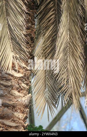 palm tree leaves with neutral background Stock Photo - Alamy