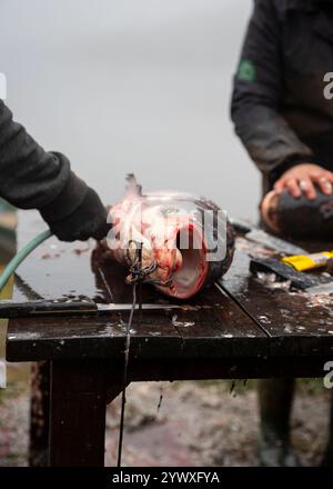 Fisherman filleting Bighead carp fish by the lake. Hypophthalmichthys ...