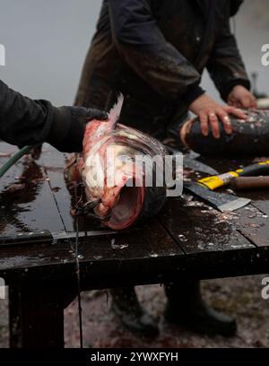 Fisherman filleting Bighead carp fish by the lake. Hypophthalmichthys ...