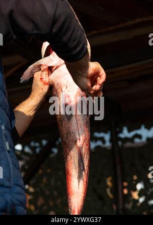 Fisherman skinning bighead carp fish. Hypophthalmichthys is a genus of ...