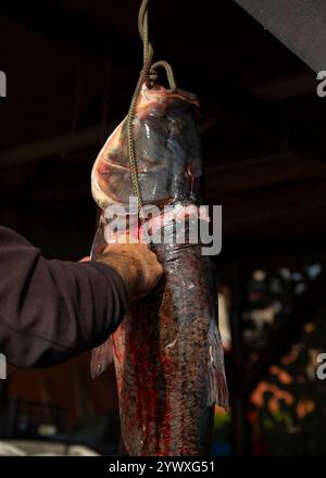 Fisherman skinning bighead carp fish. Hypophthalmichthys is a genus of ...