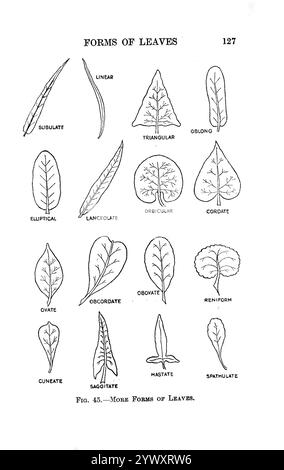 Some forms of leaves sketch line art of the shape of a leaf from ' The ...