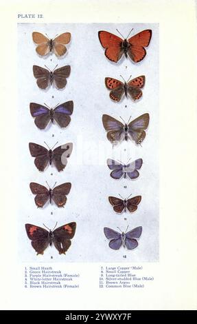 Butterfly Collage. Collection of colored butterflies Stock Photo - Alamy