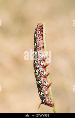 Spurge hawk -Hyles euphorbiae-, Lac du Lauzon, Arvieux, Alpes-de-Haute ...