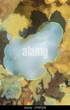 Yellow Margin Dorid, Cadlina luteomarginata, in a tidepool at Point of ...