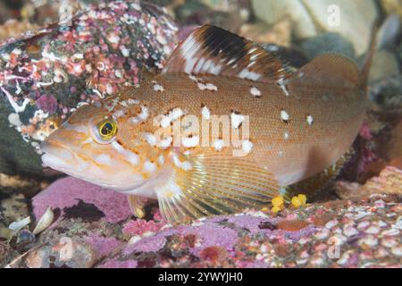 Kelp greenling Hexagrammos decagrammus, Keystone Jetty Keystone Marine ...