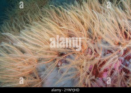 Sae vase Ciona savignyi, Sechelt Inlet Agamemnon Channel Sunshine Coast ...