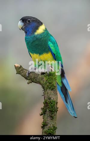 Port Lincoln Parrot Stock Photo - Alamy