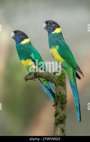 Port Lincoln Ringneck (Barnardius zonarius zonarius Stock Photo - Alamy