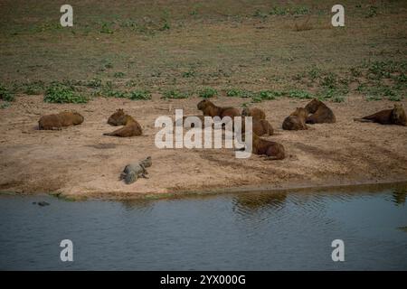 Brazil, Pantanal. Capybaras on beach. Credit as: Cathy & Gordon Illg ...