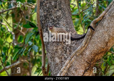 A male black-tailed marmoset (Mico melanurus) in a tree near the Piuval ...