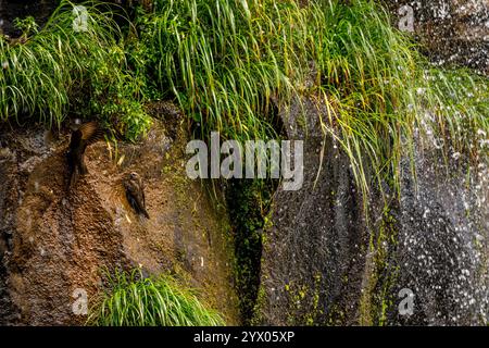 Great dusky swifts (Cypseloides senex) roosting on the steep sides of ...