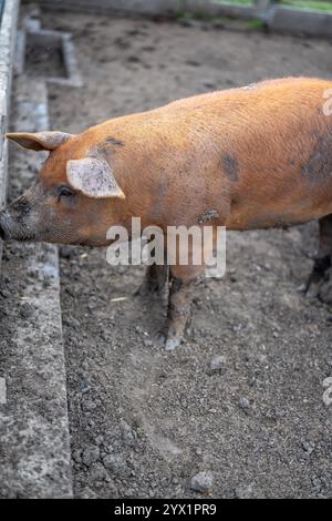 Adult dirty pig in a pigsty Stock Photo - Alamy
