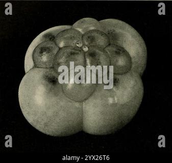 Crepidula Fourth cleavage completed Stock Photo - Alamy