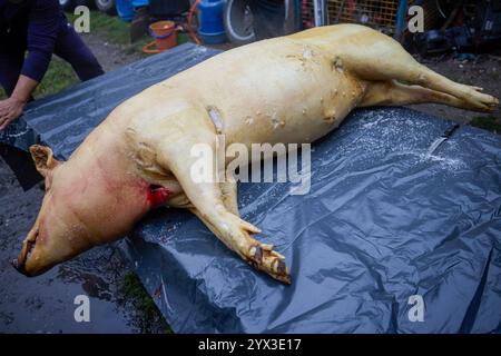 Traditional pig sacrifice custom in Romania / Pig slaughter tradition ...