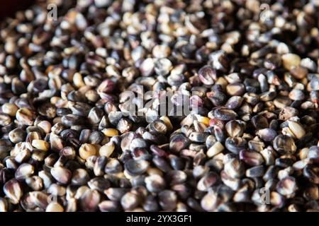 Variety of native corn races from the Oaxaca region in Mexico Stock ...