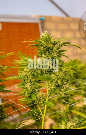 Beautiful indoor cannabis plants with big nugs in South Africa Stock ...