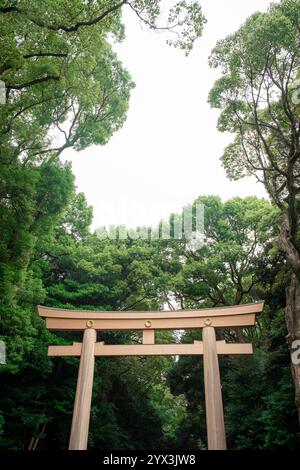Wooden Japanese gate (Tori Gate) at green forest Japanese culture ...