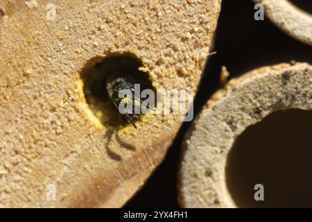 Mining bee (Andrena spp) adult exiting a hole in a garden bee hotel ...