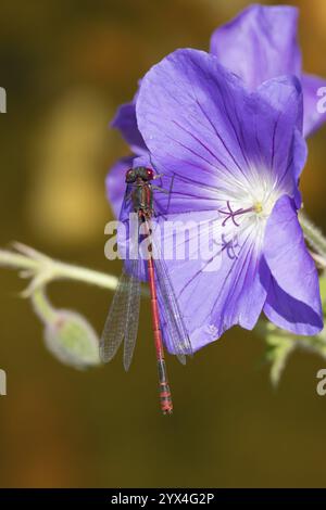 A damselfly on grass flower in the marsh Stock Photo - Alamy