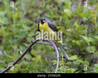 grey wagtail perched on an old sea wall with blurred sea in the ...