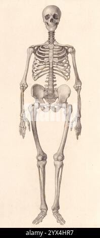 Human skeleton, full frontal view, from an early 20th century anatomy ...