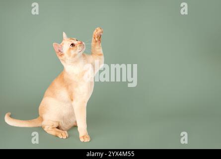 Charming cream kitten of Burmese cat in full growth. Cat for ...